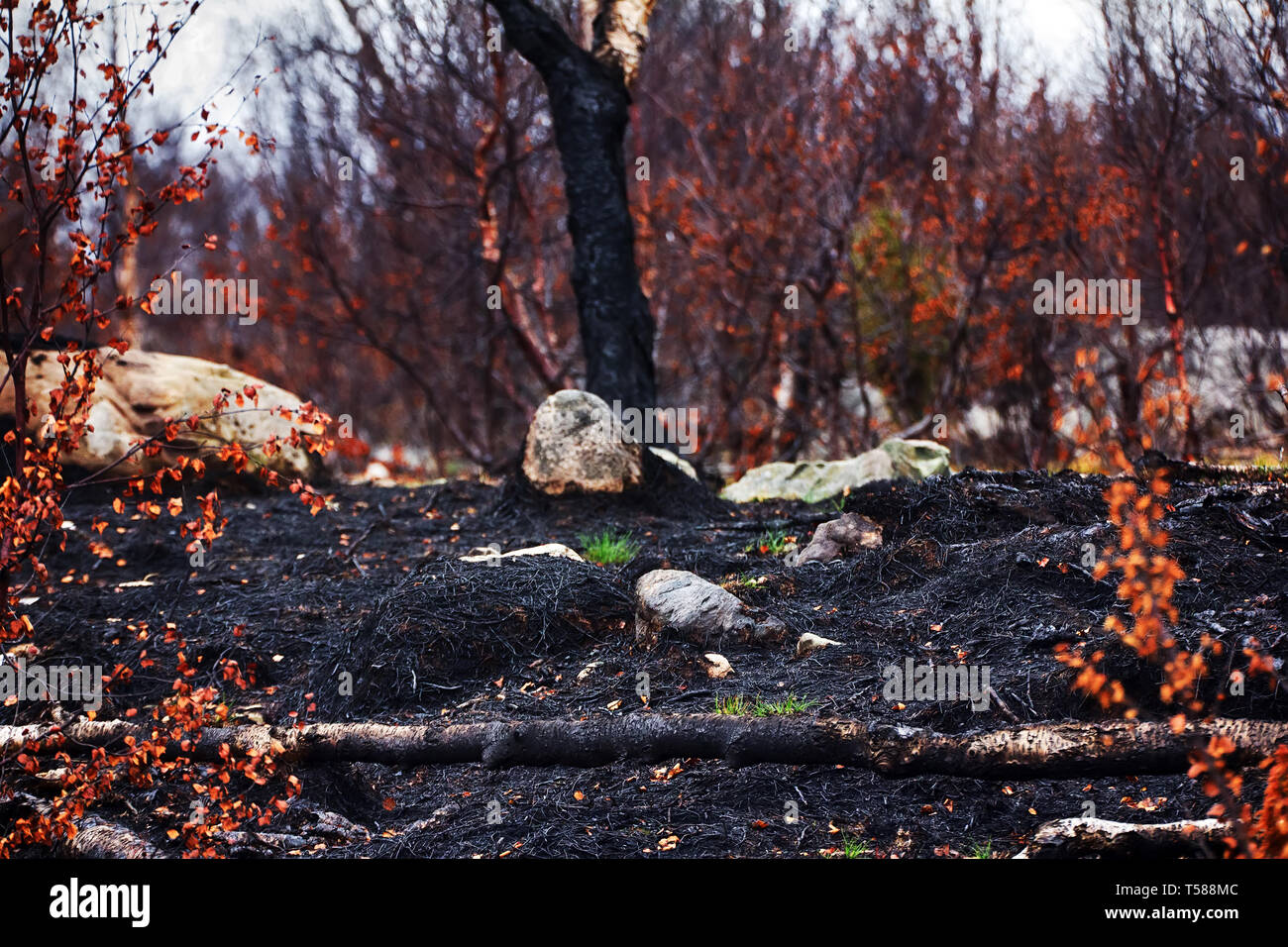 Spring red steer (brush-wood fire) in foothills damaged green trees ...