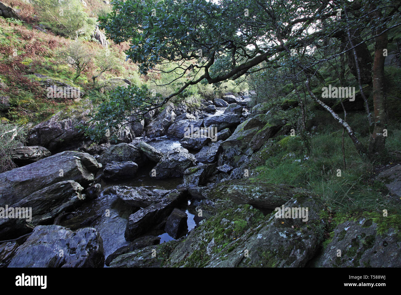 River Tywi Dinas RSPB Reserve Carmarthenshire Wales UK September 2012 ...