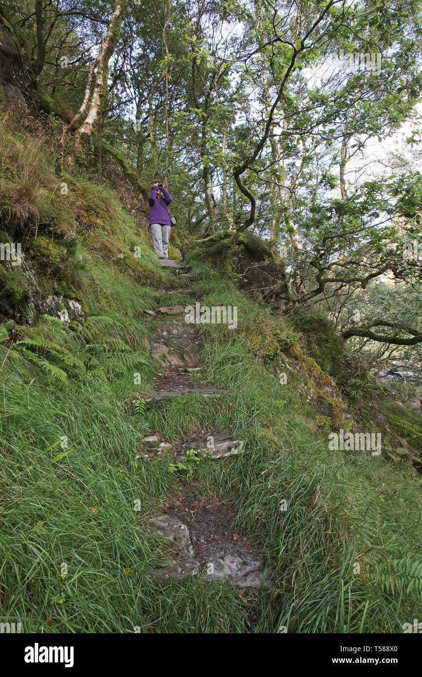 Birdwatcher on the nature trail Dinas RSPB Reserve Carmarthenshire ...