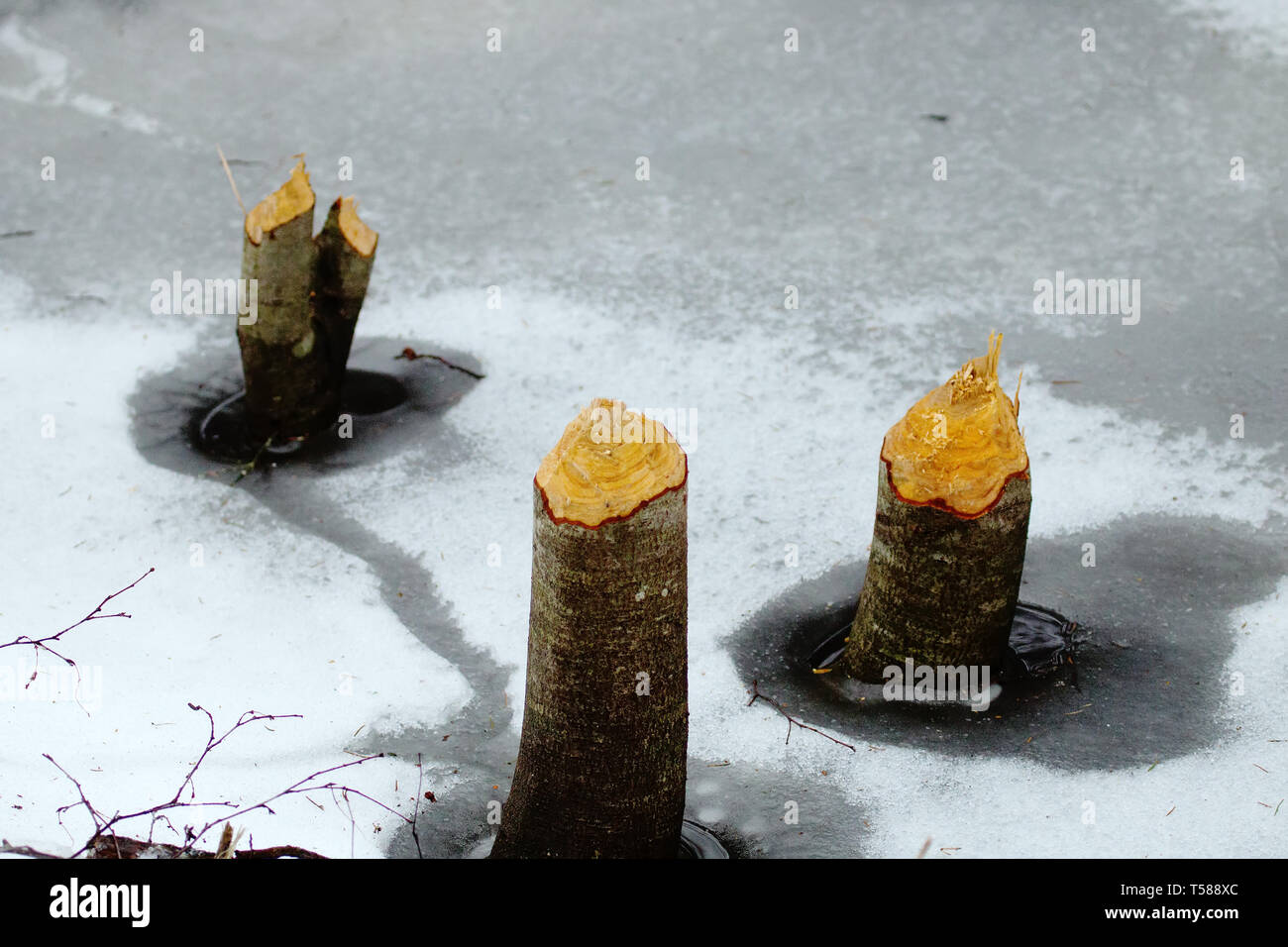 Traces of beaver activity in forest in winter. Nibbled trees in a ...