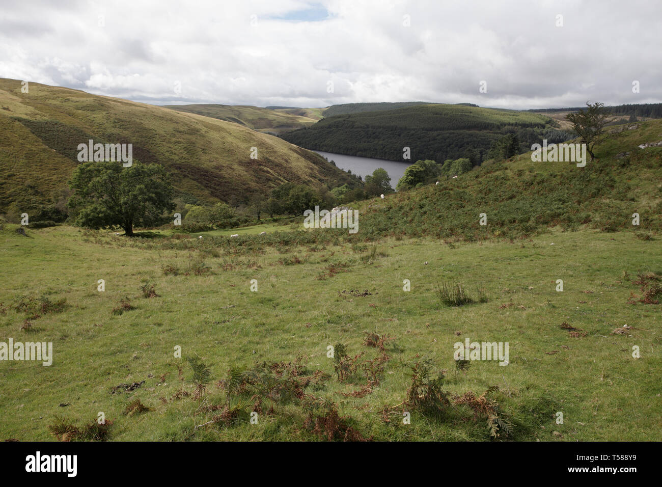 Llyn Brianne reservoir in the counties of Dyfed and Powys Wales UK ...