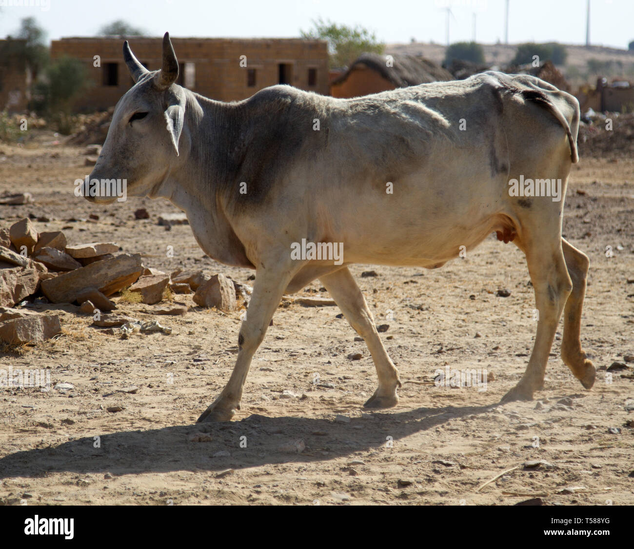 Zebu colors hi-res stock photography and images - Alamy