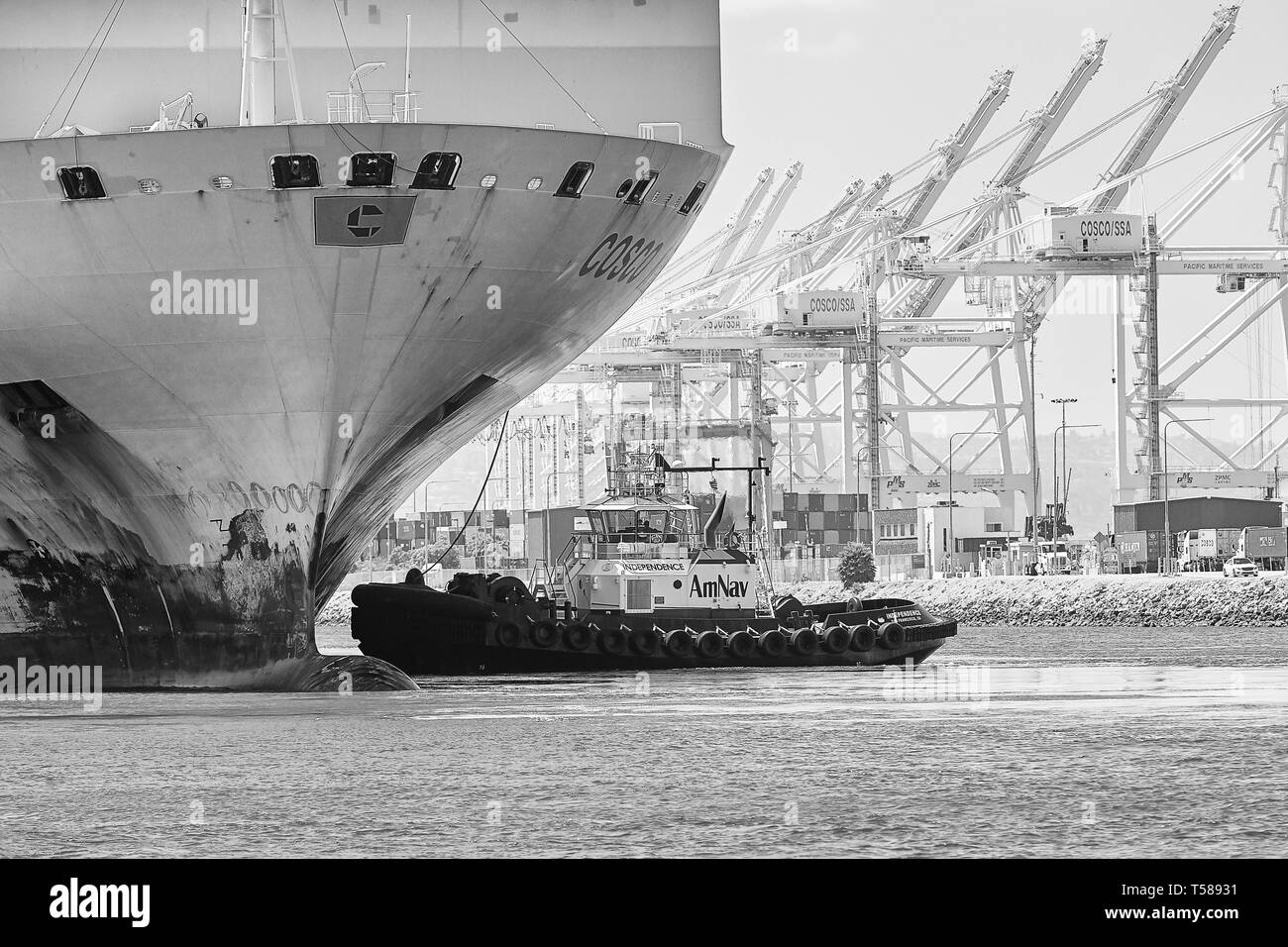 Black And White Photo Of COSCO Ningbo Container Ship Is Guided Into ...