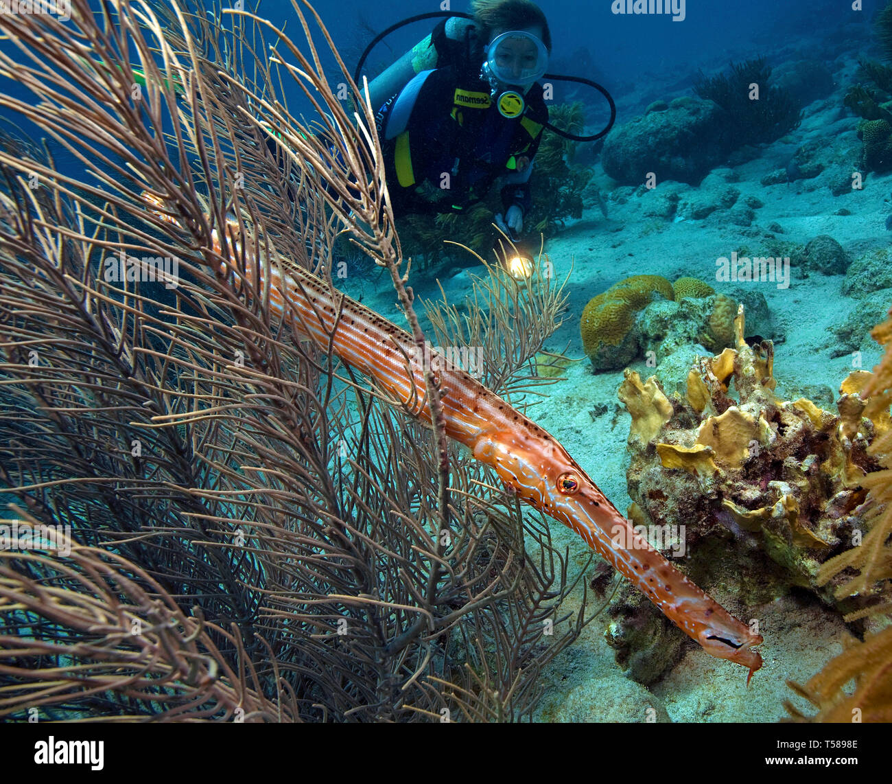 West atlantic trumpetfish hi-res stock photography and images - Alamy