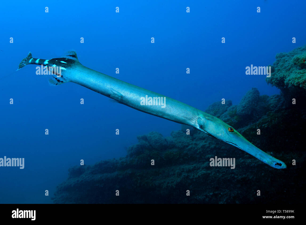 Ostatlantischer trompetenfisch hi-res stock photography and images - Alamy