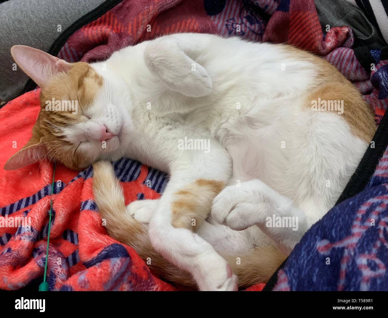 ginger cat sleep Stock Photo - Alamy