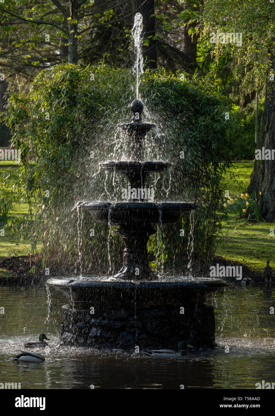 Mallard ucks around a fountain in a pond in Beacon Hill Park in ...