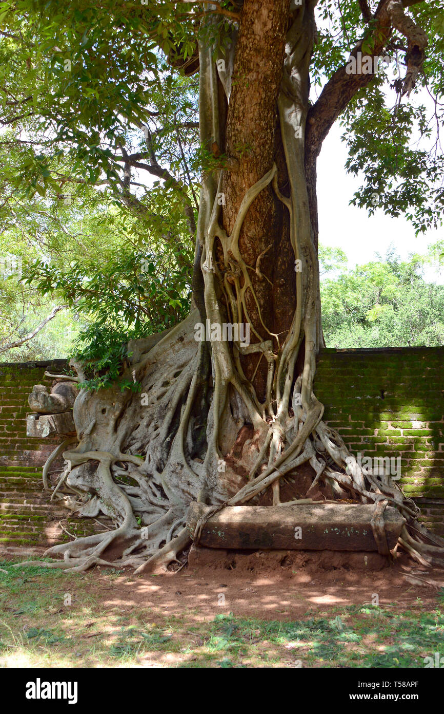 Pulattipura hi-res stock photography and images - Alamy