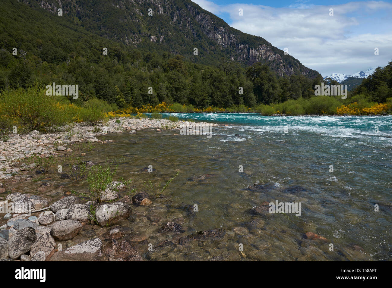 River Futaleufu flowing through a forested valley in the Region of ...