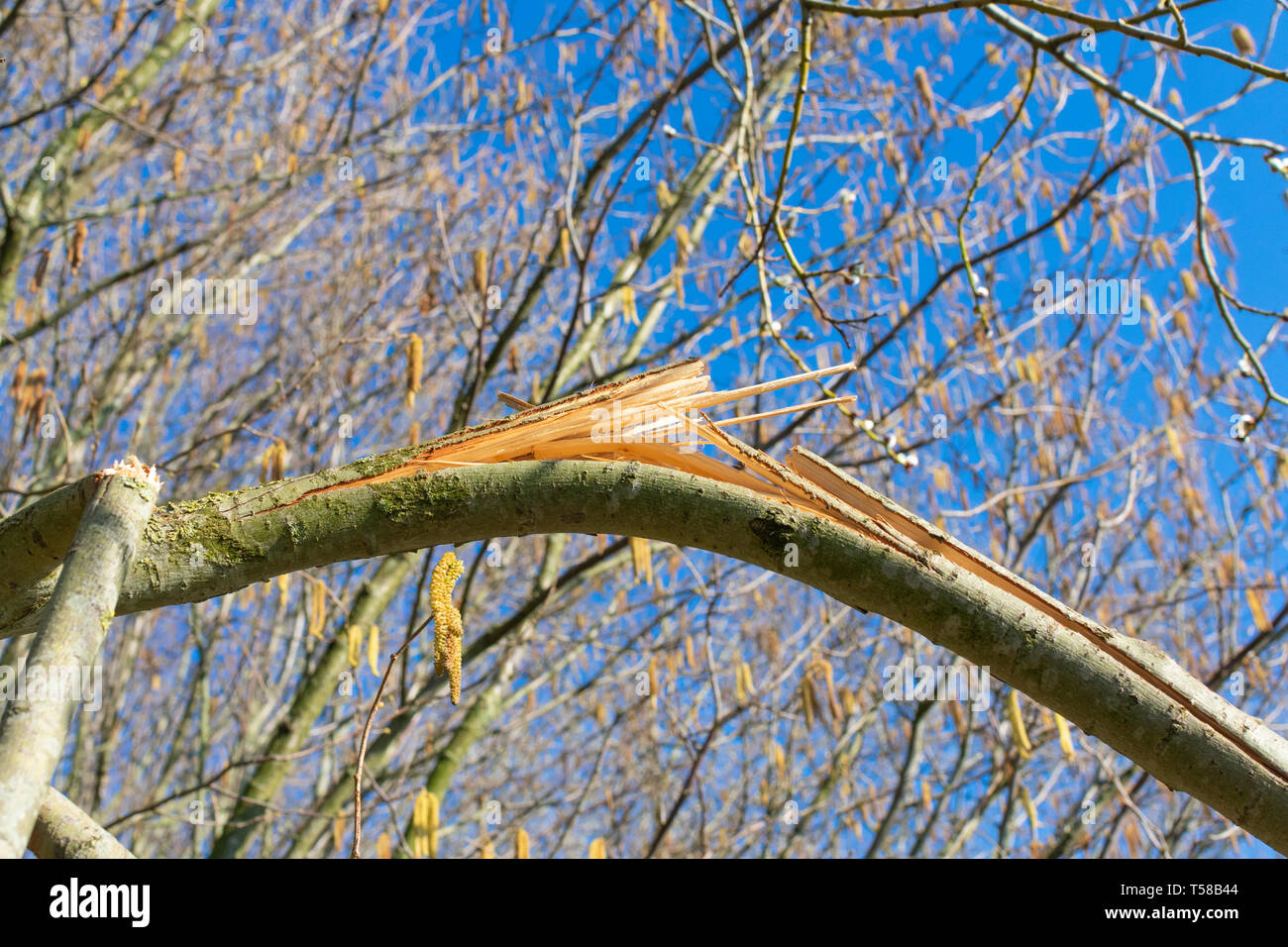 Broken branch after a storm in the spring of the Alnus glutinosa or the ...