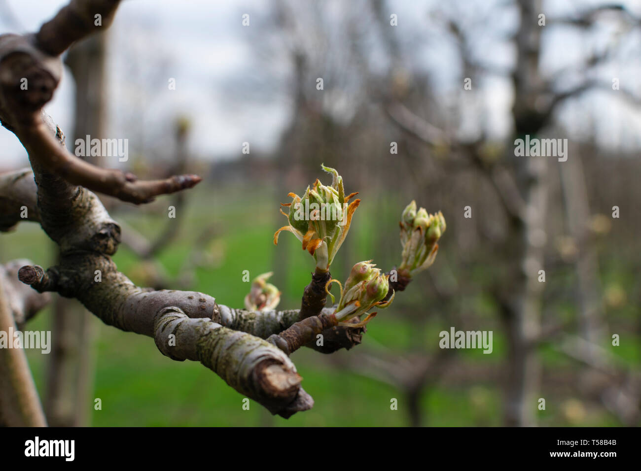 Tree growing horizontally hi-res stock photography and images - Alamy