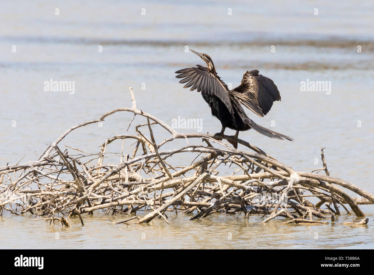 Snakebird drying wings hi-res stock photography and images - Alamy