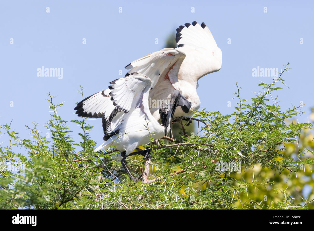 White ibis begging for food hi-res stock photography and images - Alamy