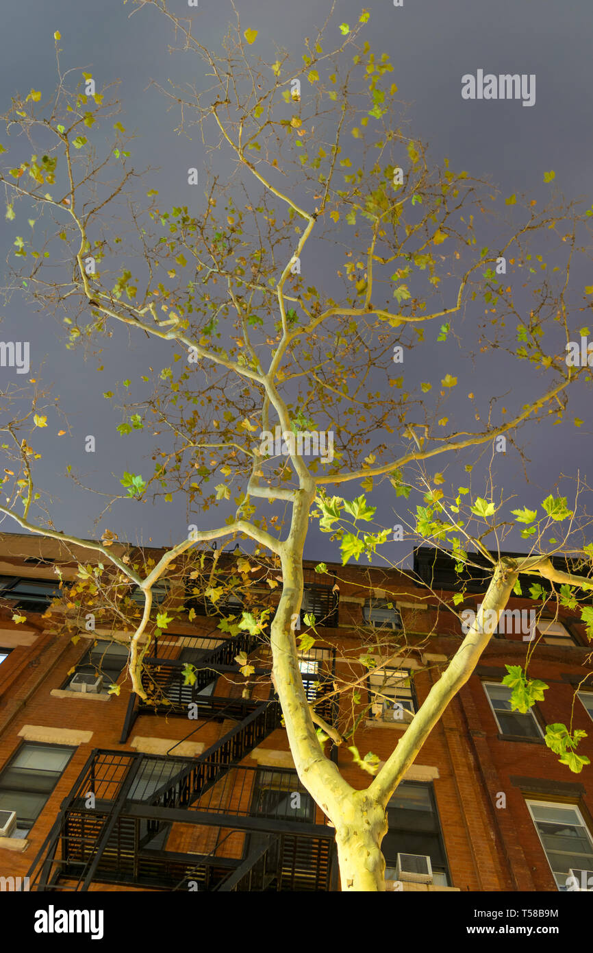 Nyc street night fall hi-res stock photography and images - Alamy