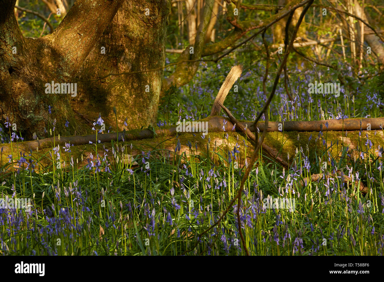 Flowering Bluebells in a spring woodland i early season sunshine ...