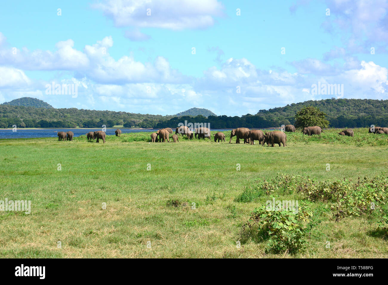 Sri Lankan elephant, Elephas maximus maximus, Minneriya National Park ...