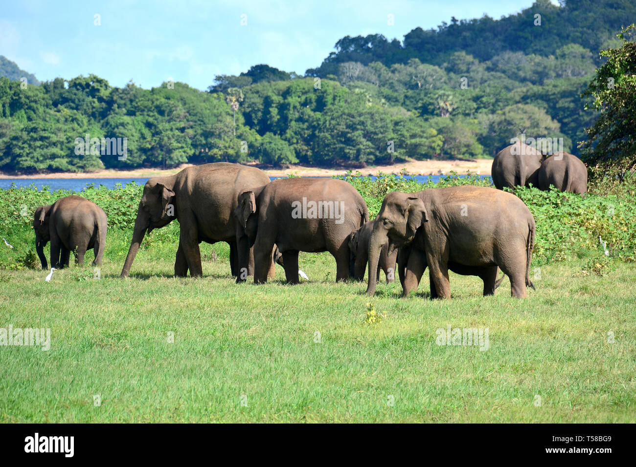 Sri Lankan elephant, Elephas maximus maximus, Minneriya National Park ...
