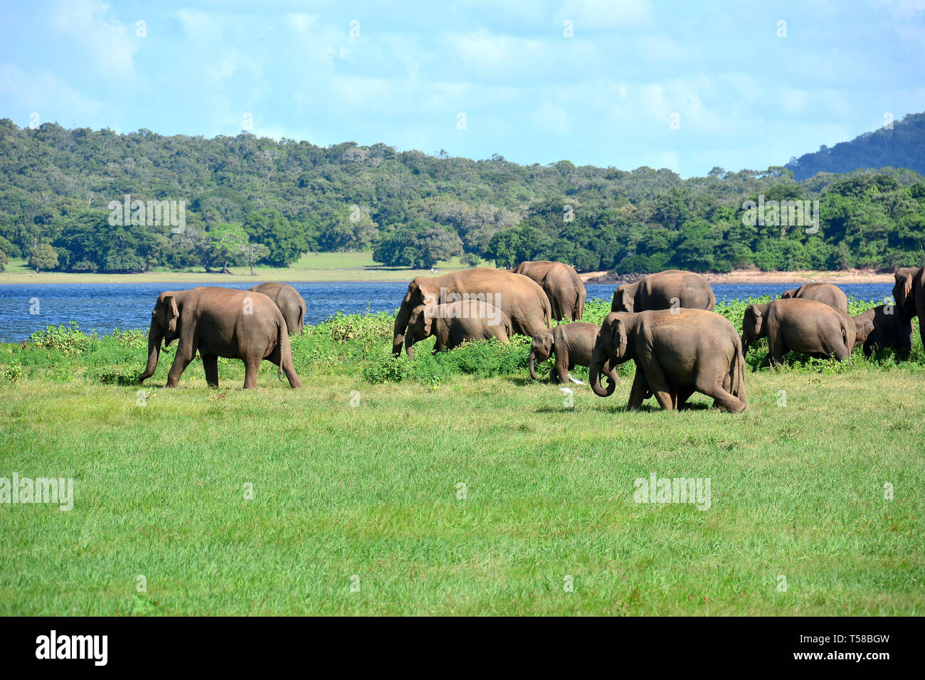 Sri Lankan elephant, Elephas maximus maximus, Minneriya National Park ...