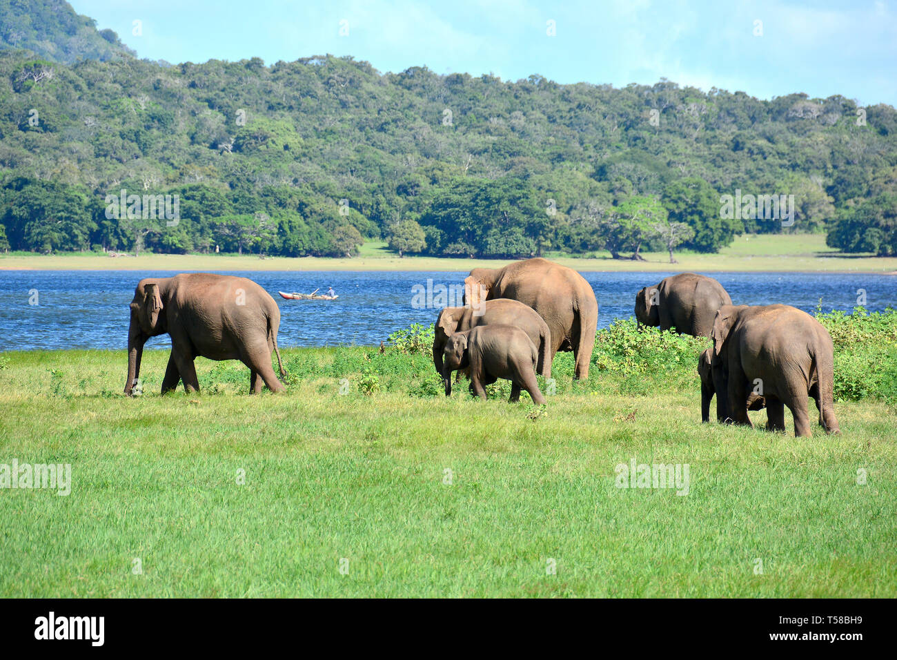 Sri Lankan elephant, Elephas maximus maximus, Minneriya National Park ...