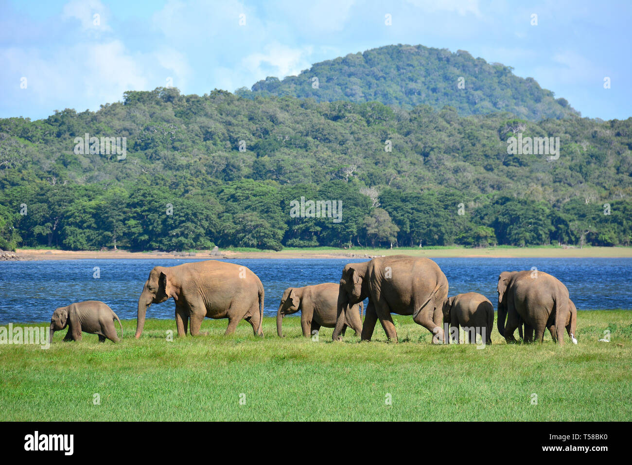 Sri Lankan elephant, Elephas maximus maximus, Minneriya National Park ...