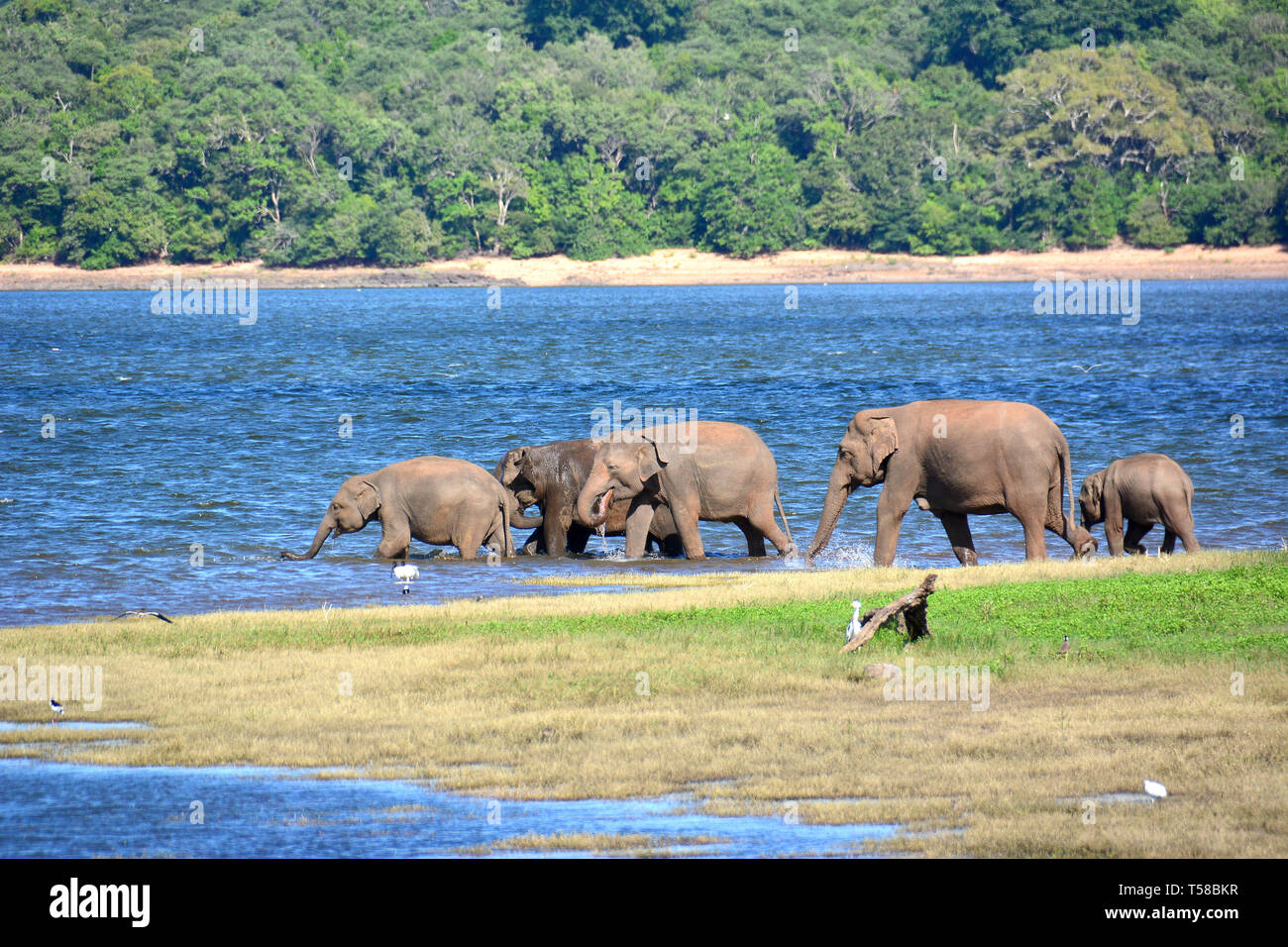 Sri Lankan elephant, Elephas maximus maximus, Minneriya National Park ...