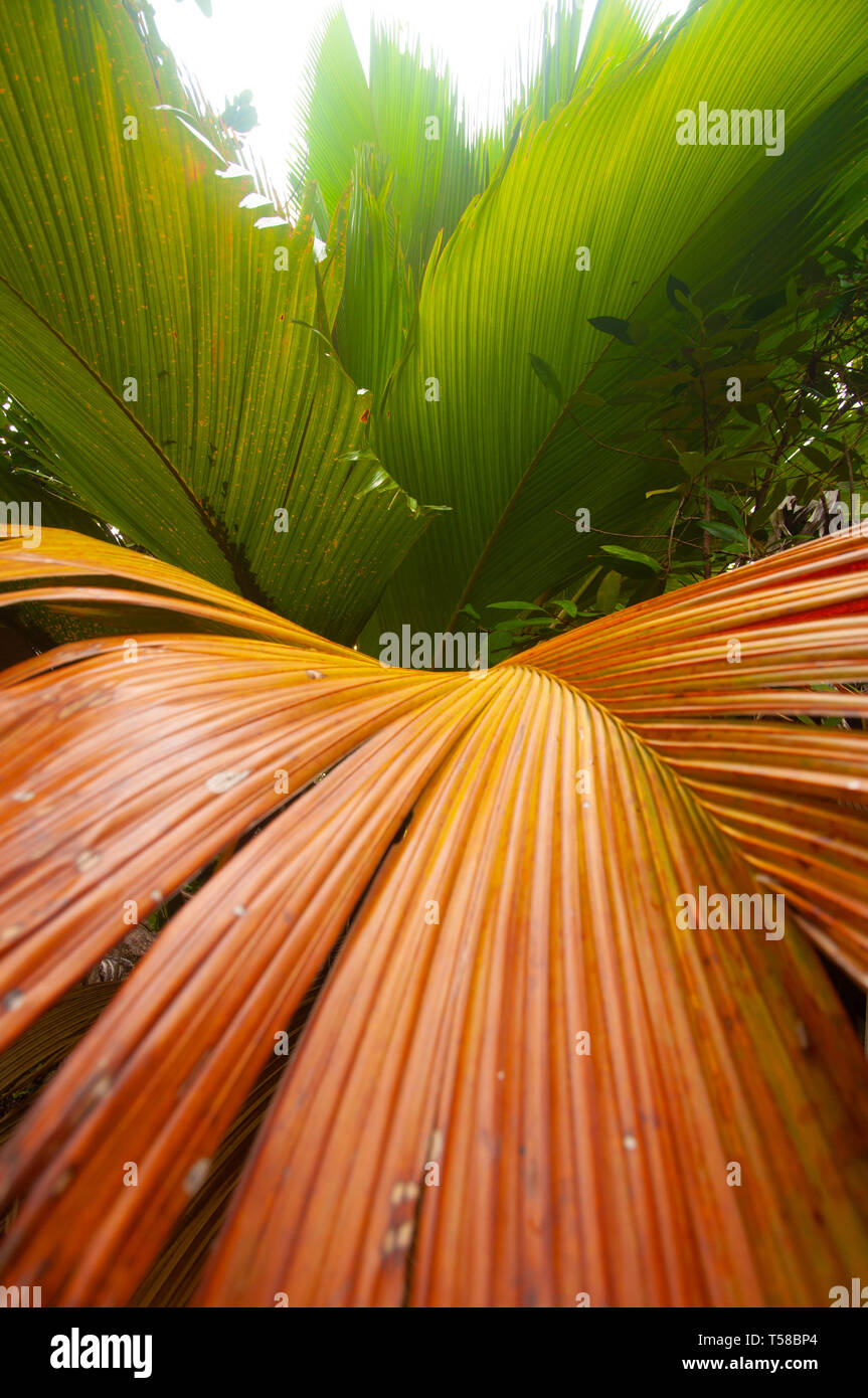 Coco de mer palm hi-res stock photography and images - Alamy