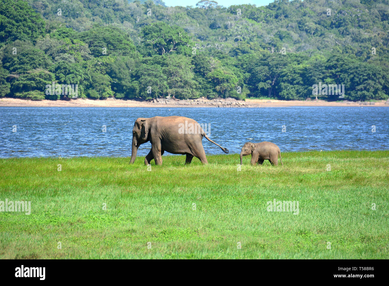 Sri Lankan elephant, Elephas maximus maximus, Minneriya National Park ...