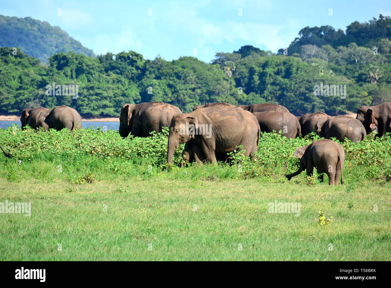 Sri Lankan elephant, Elephas maximus maximus, Minneriya National Park ...