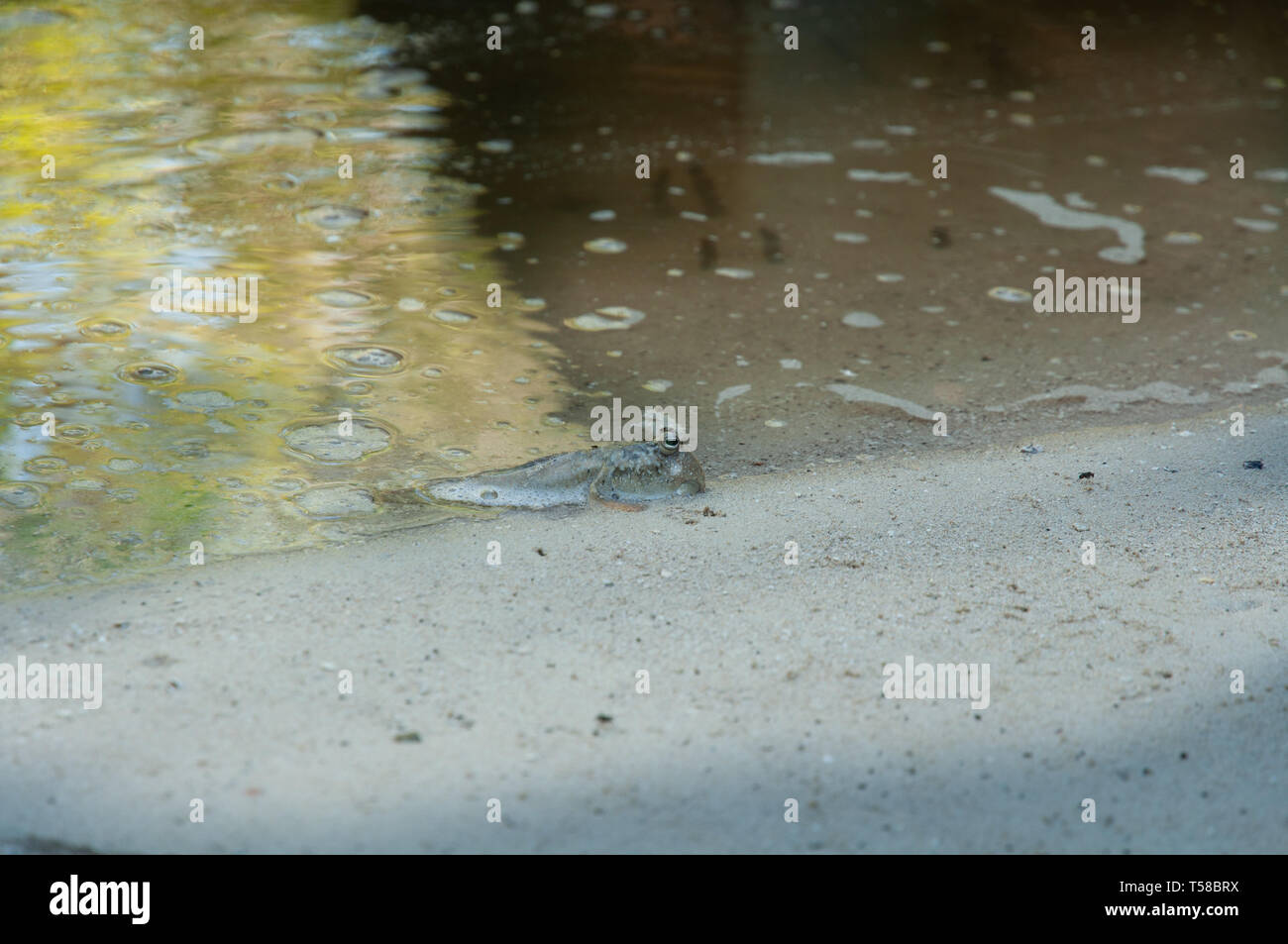 view of the Common mudskipper - [Periophthalmus kalolo] on the ...