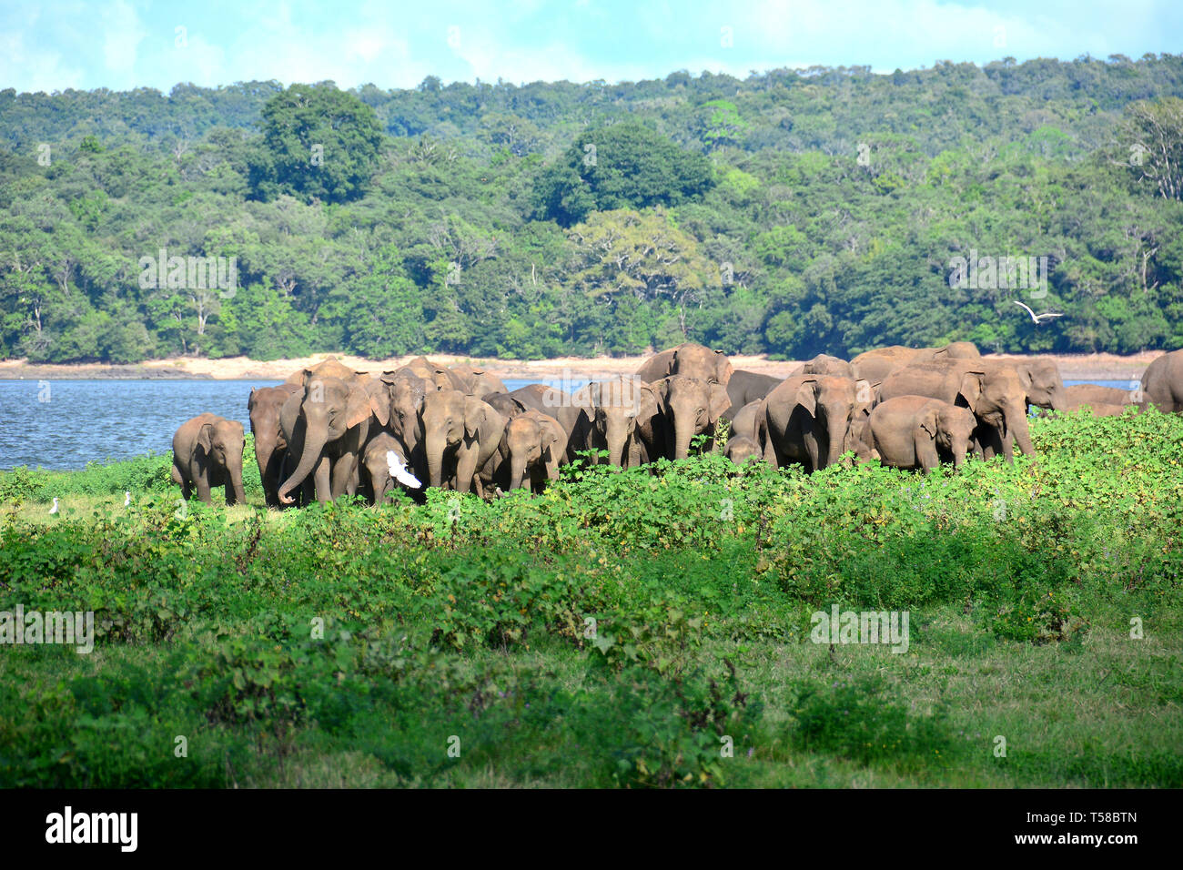 Sri Lankan elephant, Elephas maximus maximus, Minneriya National Park ...