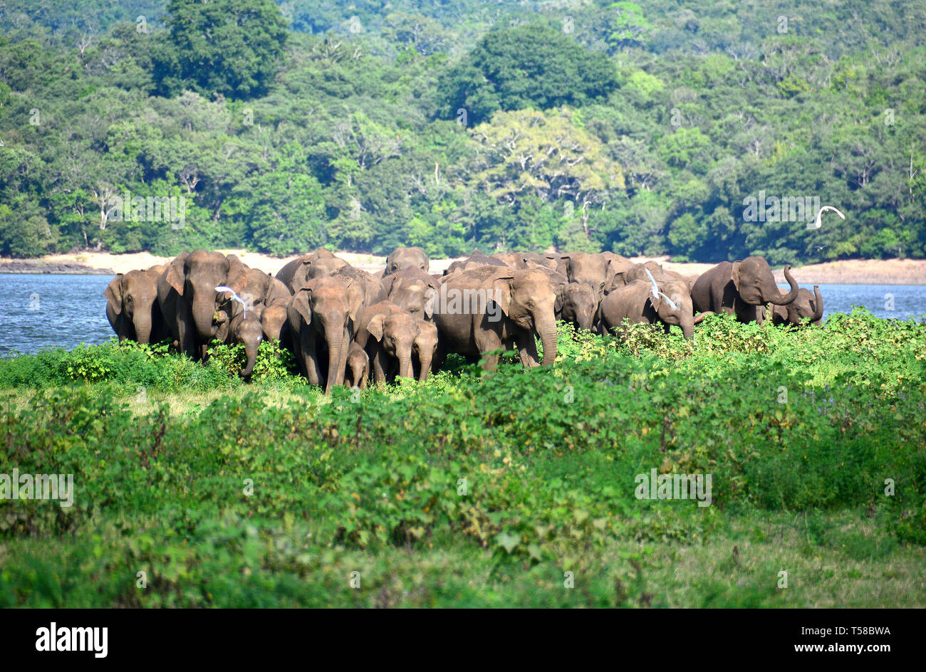 Sri Lankan elephant, Elephas maximus maximus, Minneriya National Park ...