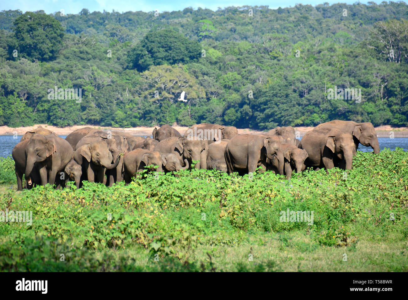 Sri Lankan elephant, Elephas maximus maximus, Minneriya National Park ...