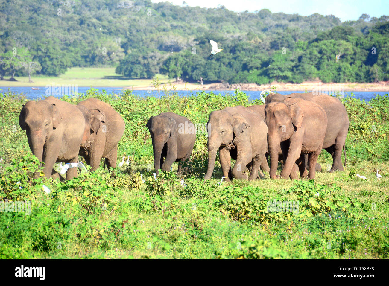 Sri Lankan elephant, Elephas maximus maximus, Minneriya National Park ...