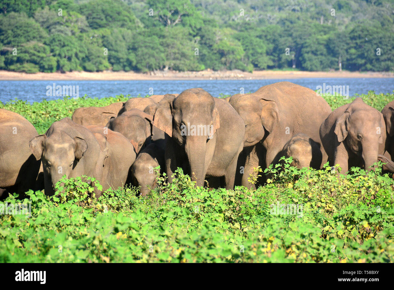 Sri Lankan elephant, Elephas maximus maximus, Minneriya National Park ...