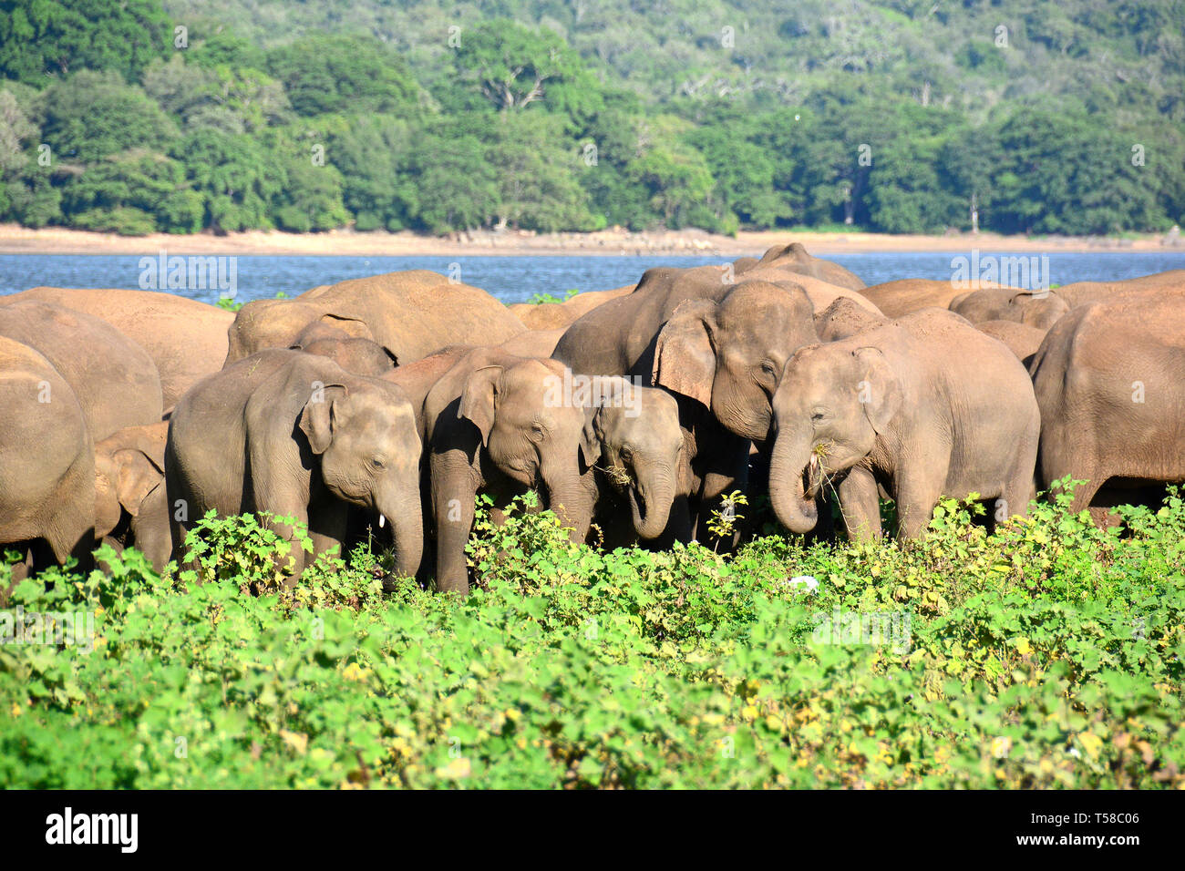 Sri Lankan elephant, Elephas maximus maximus, Minneriya National Park ...