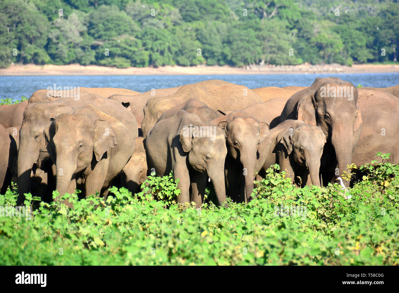 Sri Lankan elephant, Elephas maximus maximus, Minneriya National Park ...