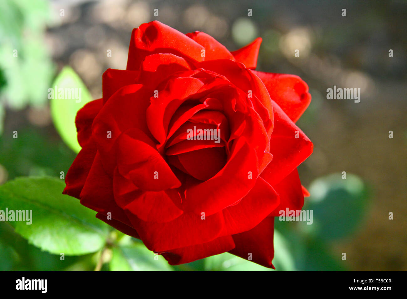 Deep red rose on bush hi-res stock photography and images - Alamy