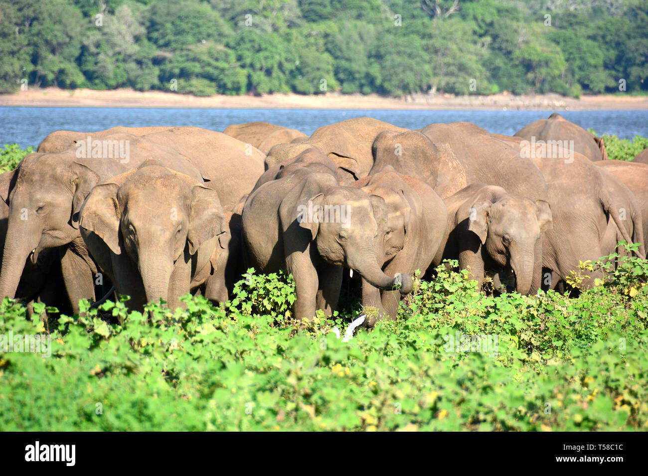Sri Lankan elephant, Elephas maximus maximus, Minneriya National Park ...