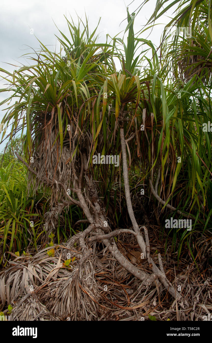 National Plant Of The Seychelles High Resolution Stock Photography and ...