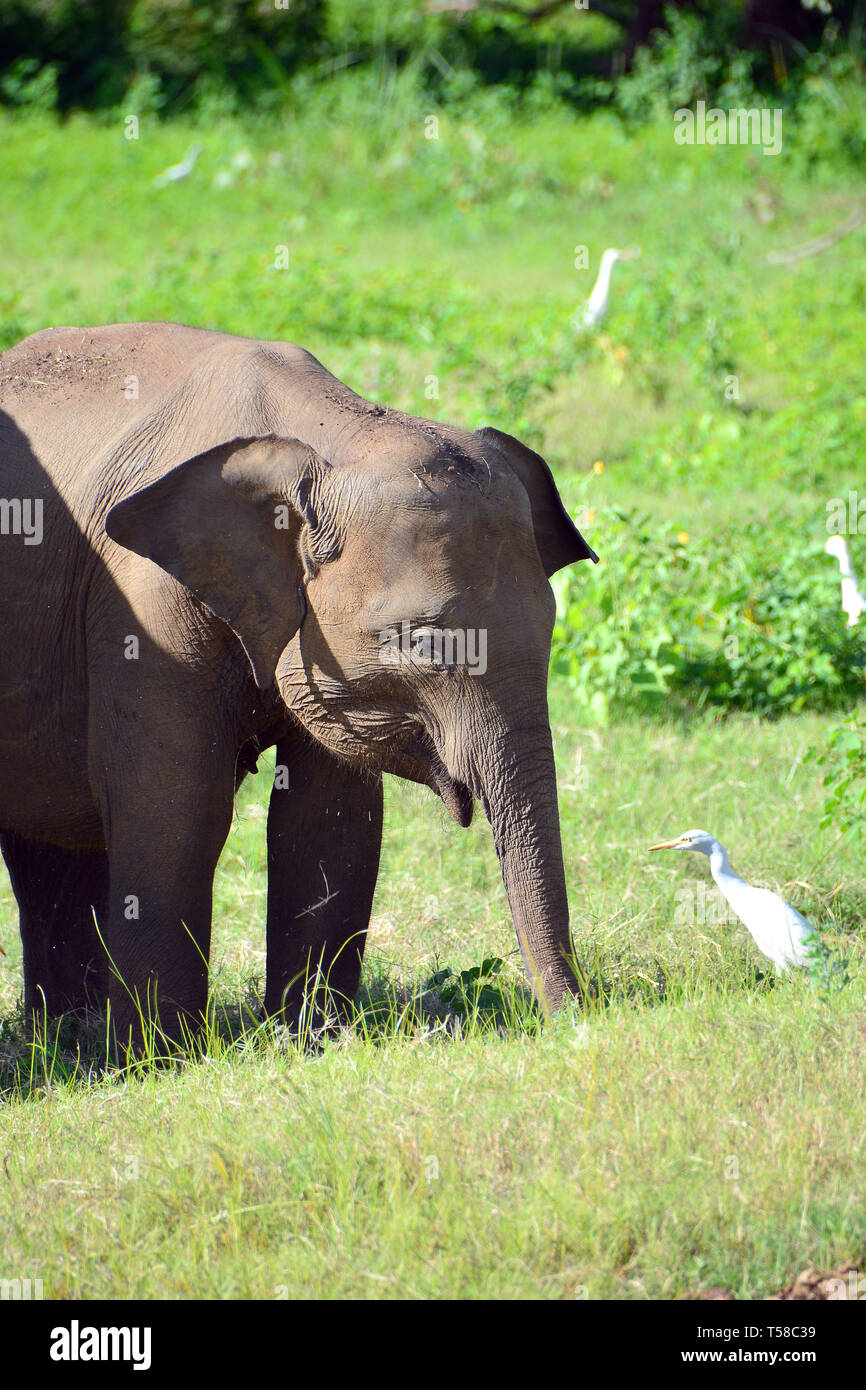 Sri Lankan elephant, Elephas maximus maximus, Minneriya National Park ...