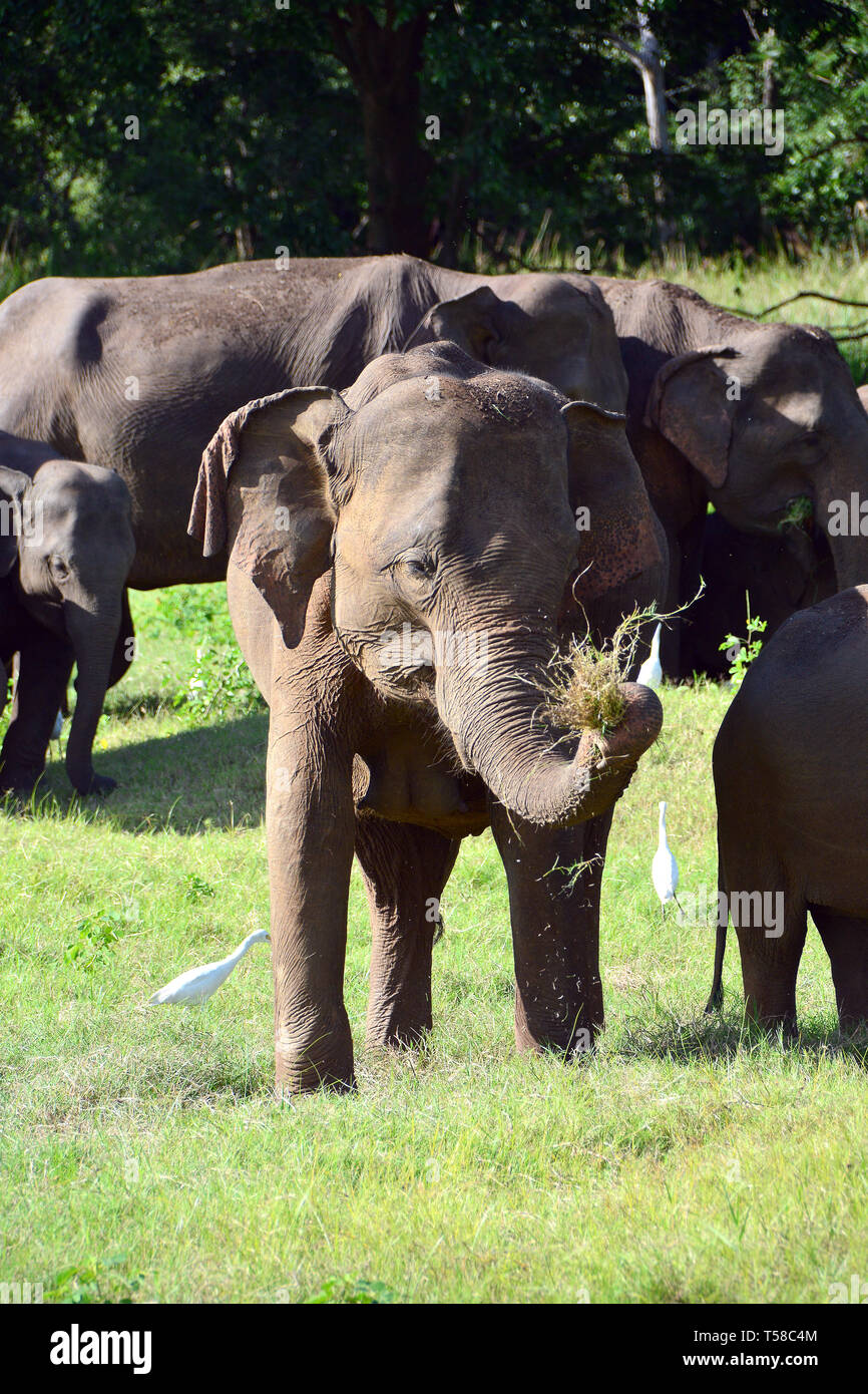 Sri Lankan elephant, Elephas maximus maximus, Minneriya National Park ...