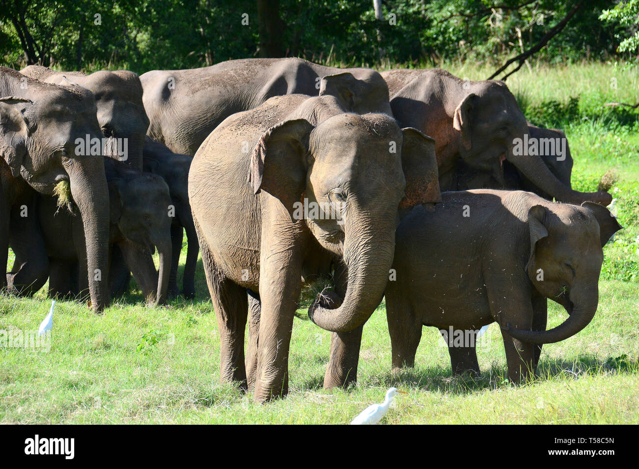 Sri Lankan elephant, Elephas maximus maximus, Minneriya National Park ...