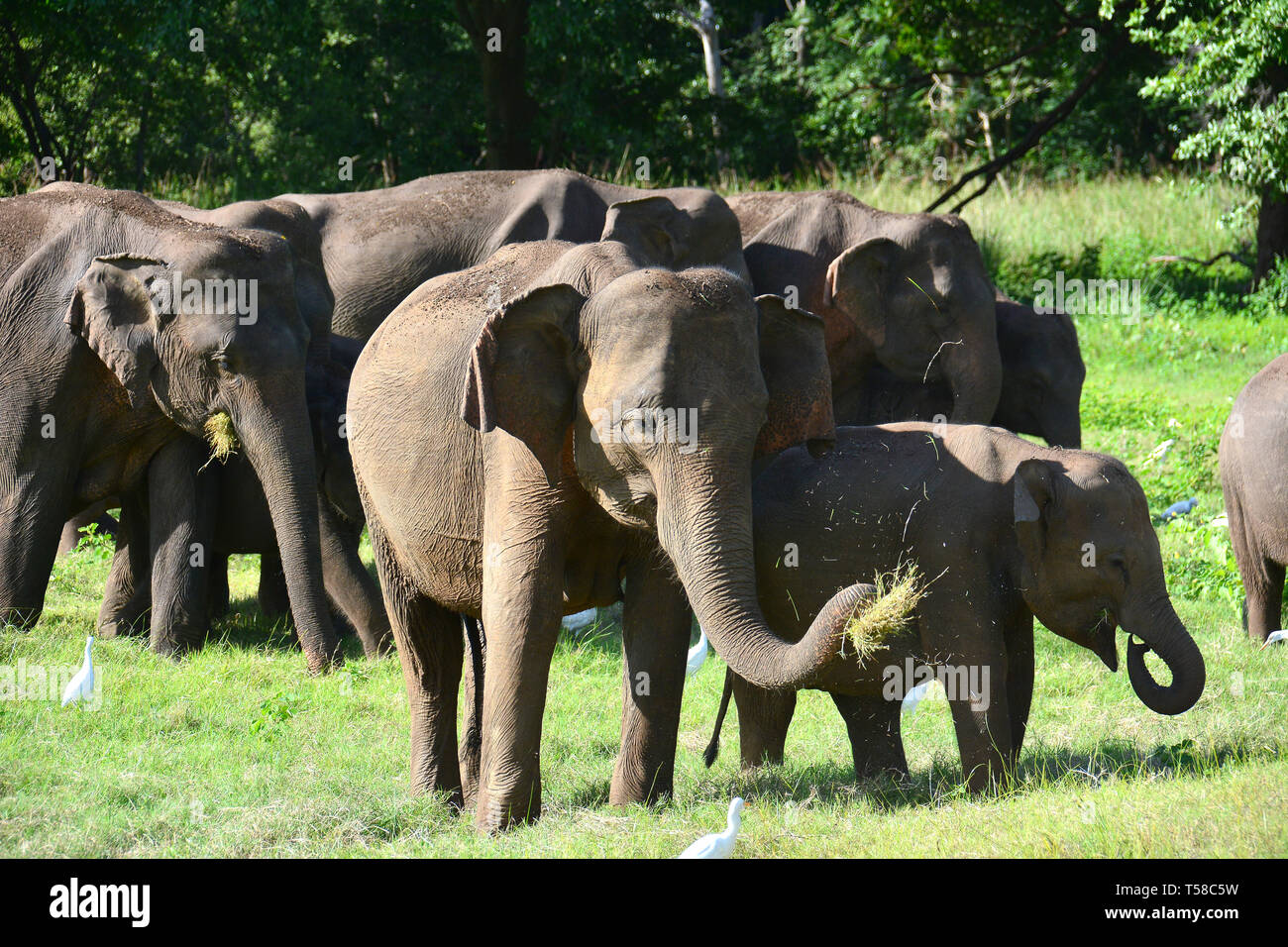 Sri Lankan elephant, Elephas maximus maximus, Minneriya National Park ...