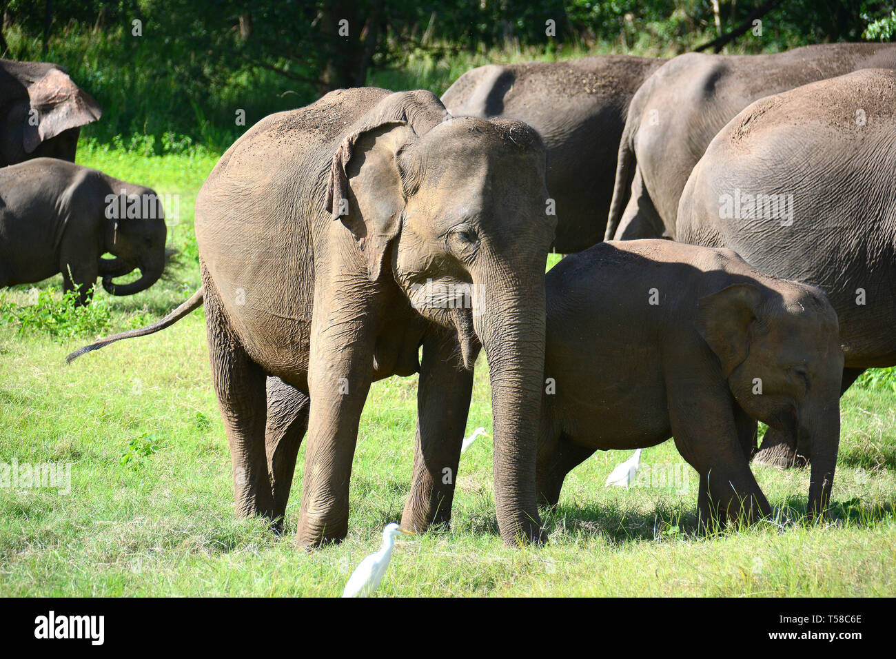 Sri Lankan elephant, Elephas maximus maximus, Minneriya National Park ...