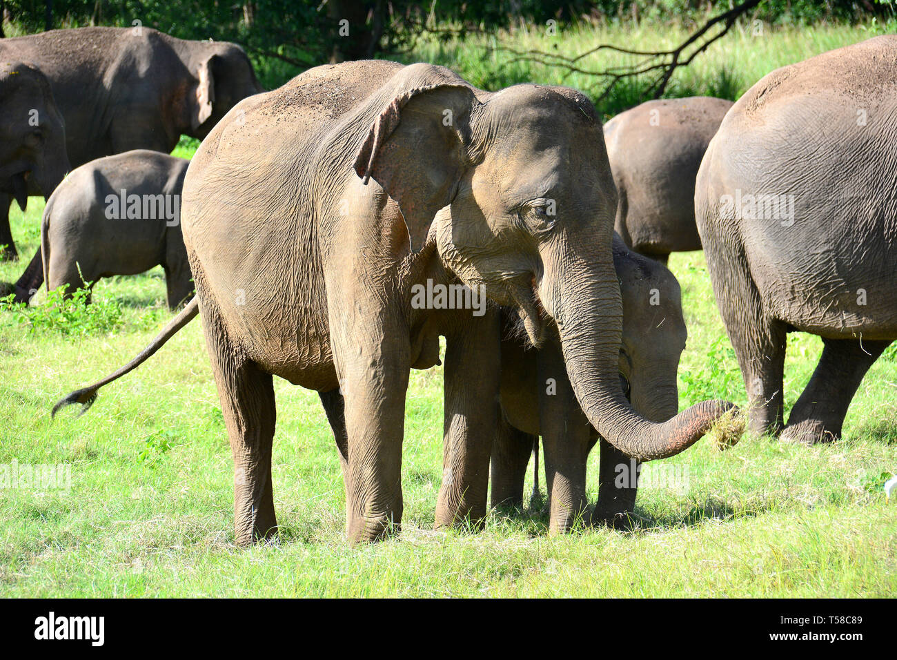 Sri Lankan elephant, Elephas maximus maximus, Minneriya National Park ...