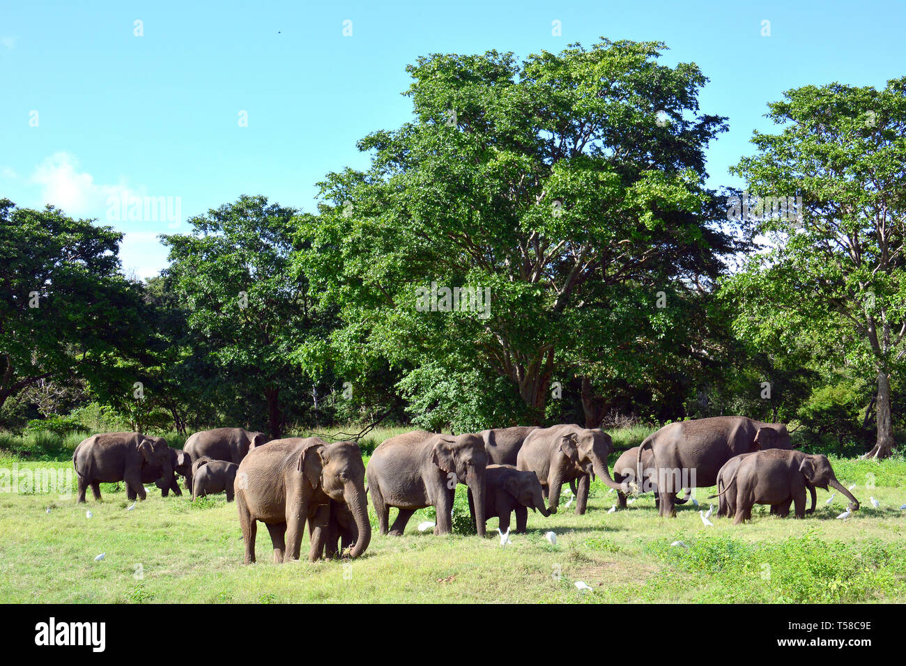Sri Lankan elephant, Elephas maximus maximus, Minneriya National Park ...