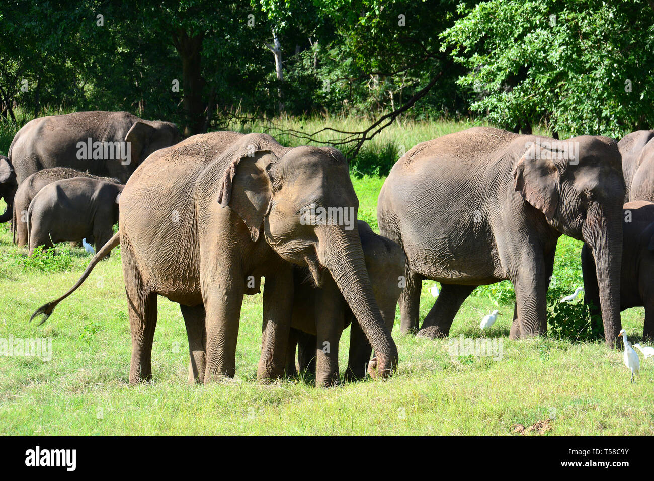 Sri Lankan elephant, Elephas maximus maximus, Minneriya National Park ...