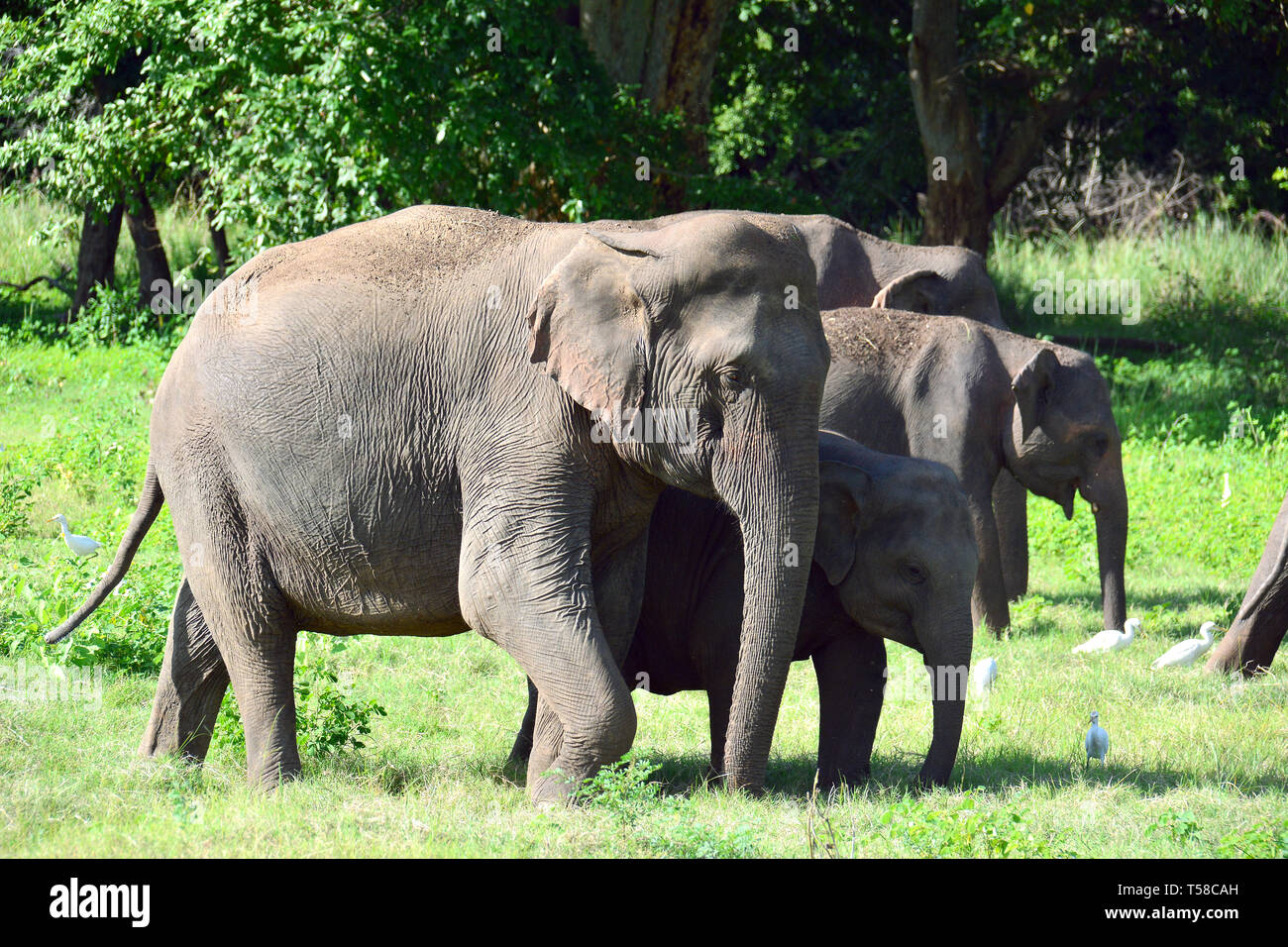 Sri Lankan elephant, Elephas maximus maximus, Minneriya National Park ...