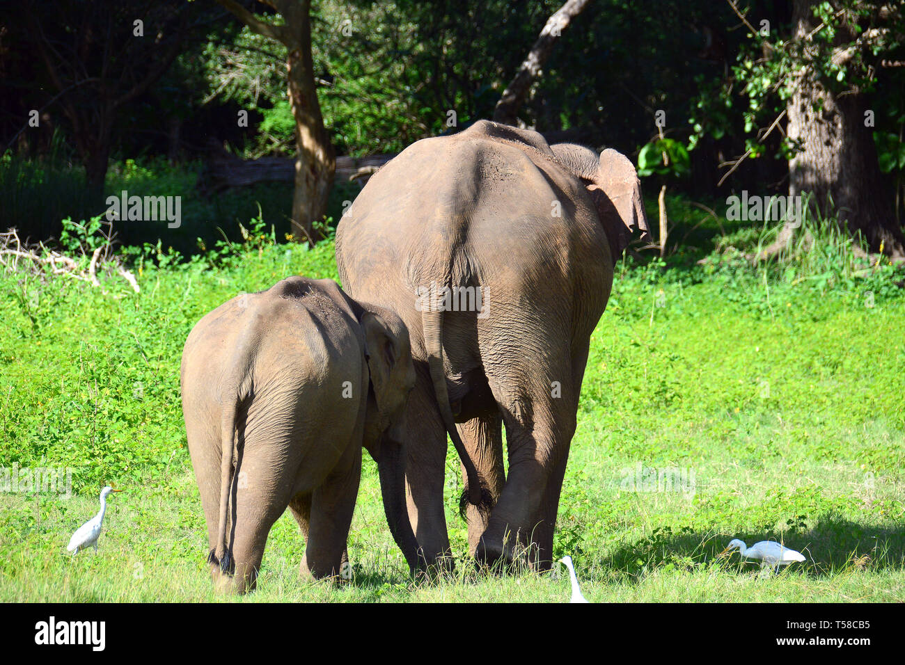 Sri Lankan elephant, Elephas maximus maximus, Minneriya National Park ...