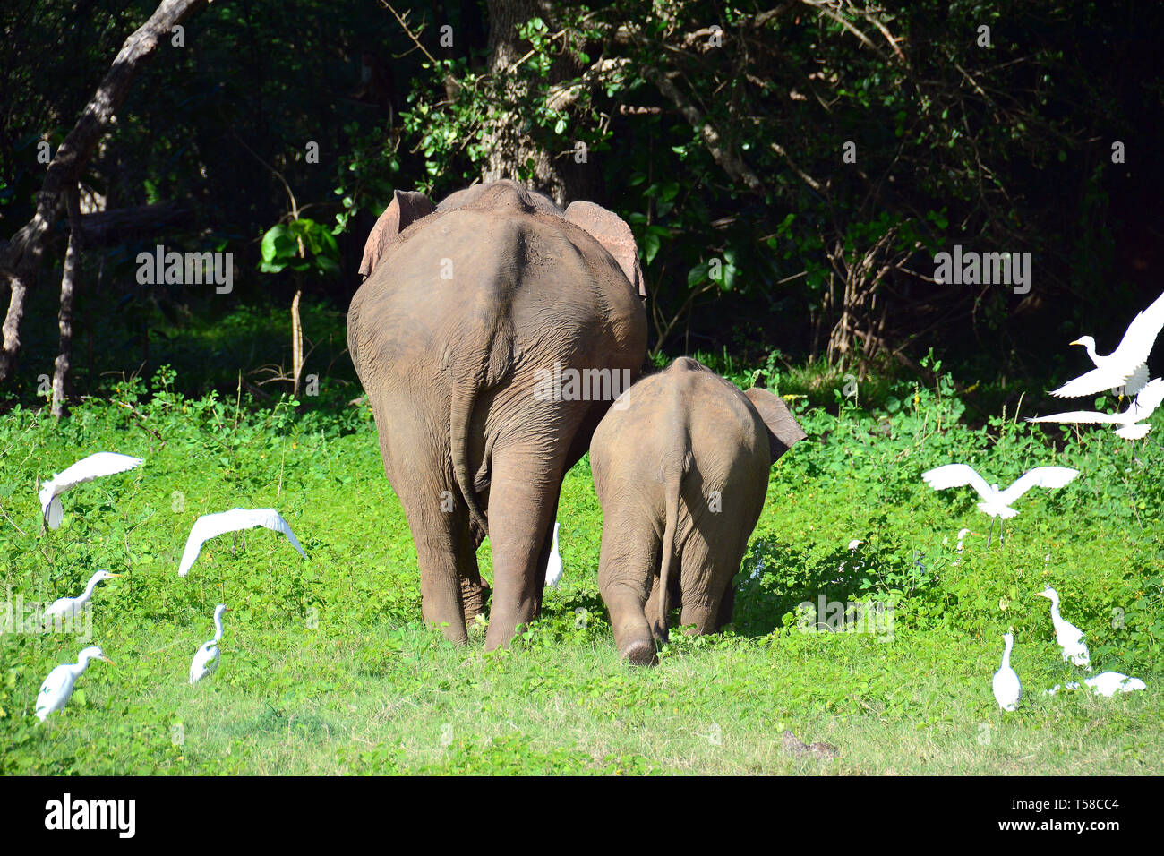 Sri Lankan elephant, Elephas maximus maximus, Minneriya National Park ...